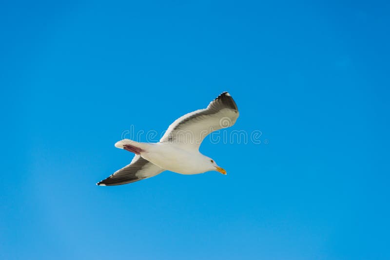 The Beautiful Seagulls are on the Beach Stock Image - Image of flock ...