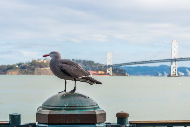 Beautiful Seagulls stock image. Image of birds, nature - 66705029
