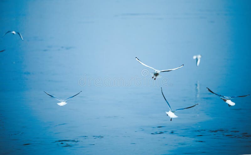 Beautiful seagulls flying stock photo. Image of purity - 133547840