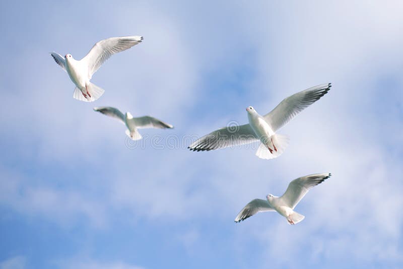 Beautiful Seagulls Flying High in the Blue Sky with Clouds Stock Image ...