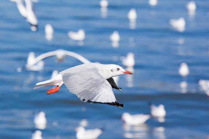 Beautiful Seagulls . stock image. Image of feather, nature - 72326859