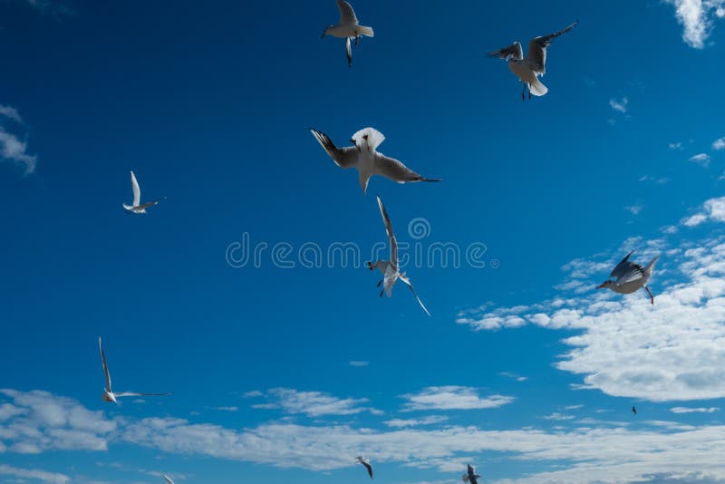 Beautiful Seagulls Flying in the Fall Blue Sky Stock Photo - Image of ...