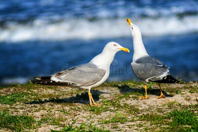 Beautiful Seagulls on the Shore Near the Sea in Sunlight Stock Image ...