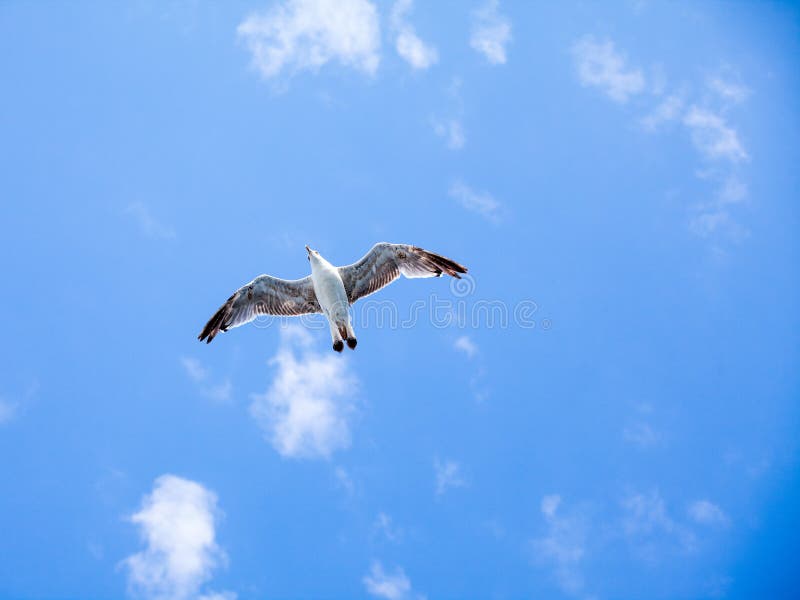 Beautiful Seagulls Soaring in the Sky Stock Photo - Image of wildlife ...