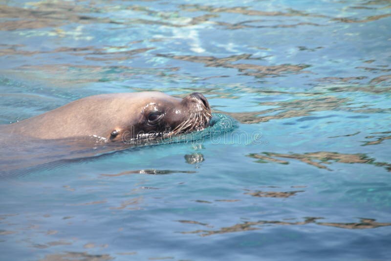 Beautiful Seal, Colchester Zoo Stock Photo - Image of dolphin, wave ...