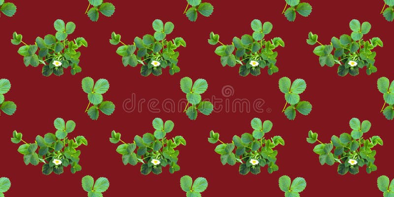 Beautiful Seamless Pattern with Strawberry Bush, Can Be Used As ...