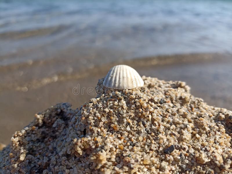 A Beautiful Seashell Sitting on a Sandy Beach while Gentle Waves Lap at ...