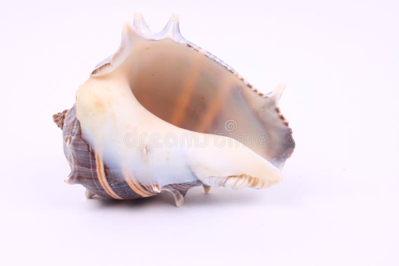 Beautiful Seashell stock photo. Image of cowrie, colorful - 7318650