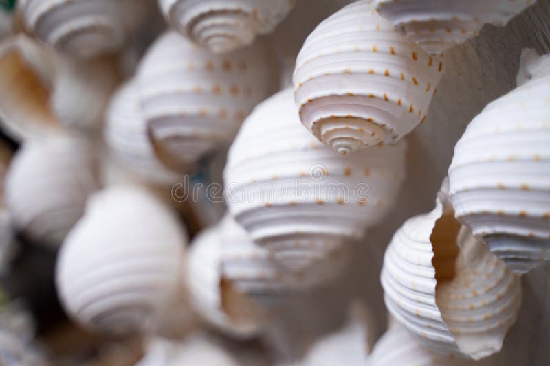 Beautiful Seashell Background Patterns that are Combined in Many Ways ...