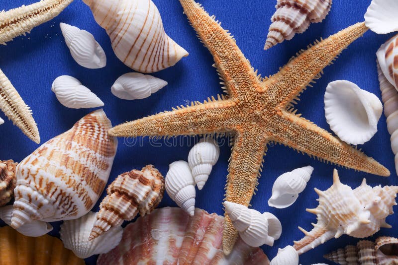 Beautiful Seashell Background Stock Image - Image of blue, selection ...