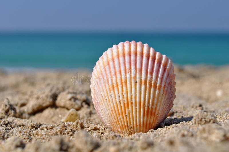 Seashell on the beach stock image. Image of united, summer - 30105249