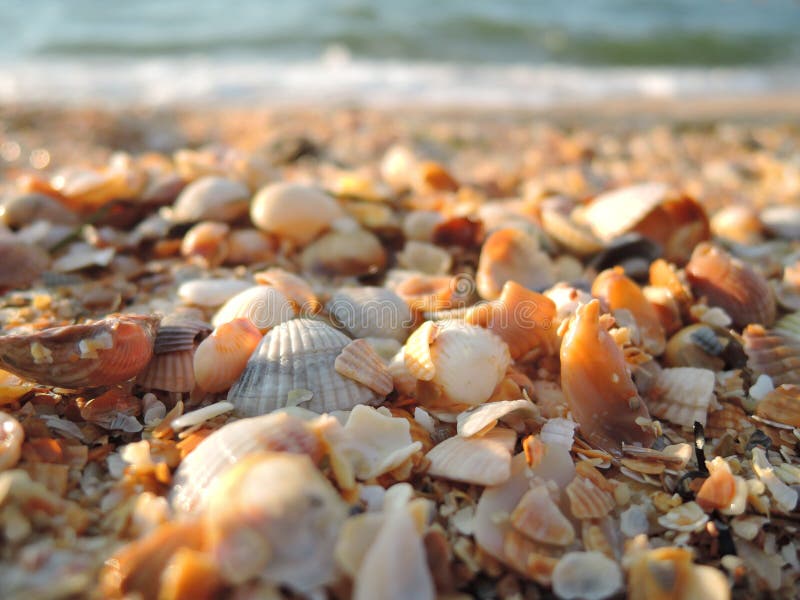 Beautiful Seashell Beach at Sunset by the Sea Stock Photo - Image of ...
