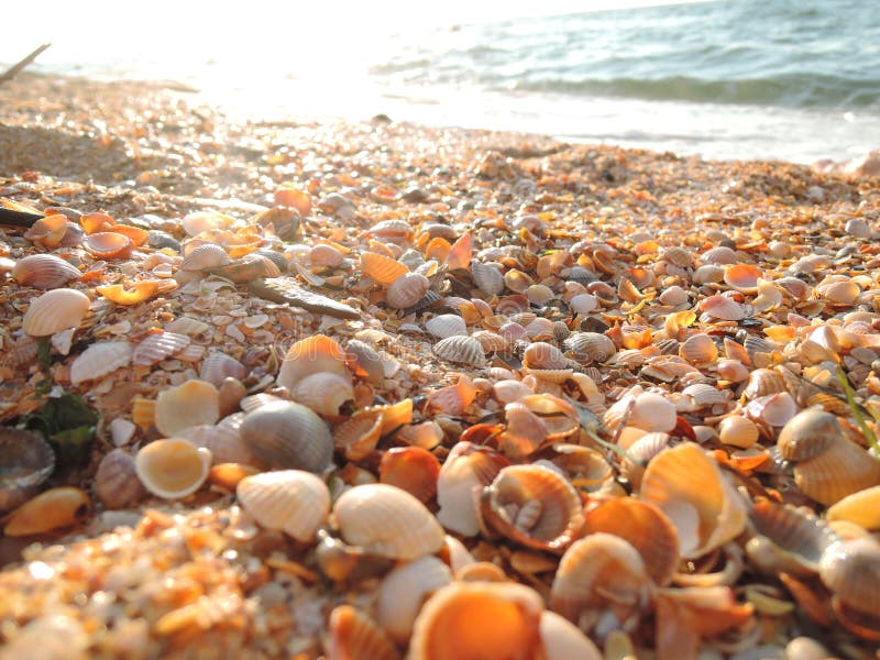 Beautiful Seashell Beach at Sunset by the Sea Stock Image - Image of ...