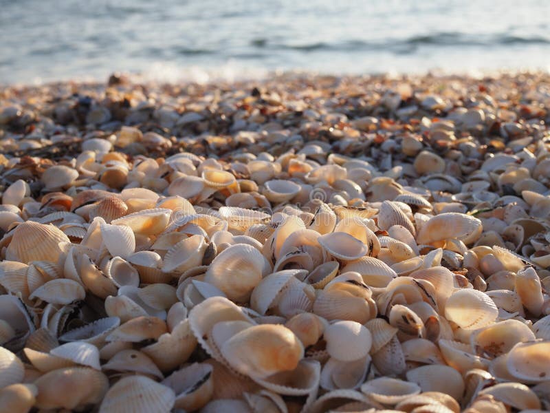 Beautiful Seashell Beach at Sunset by the Sea Stock Image - Image of ...