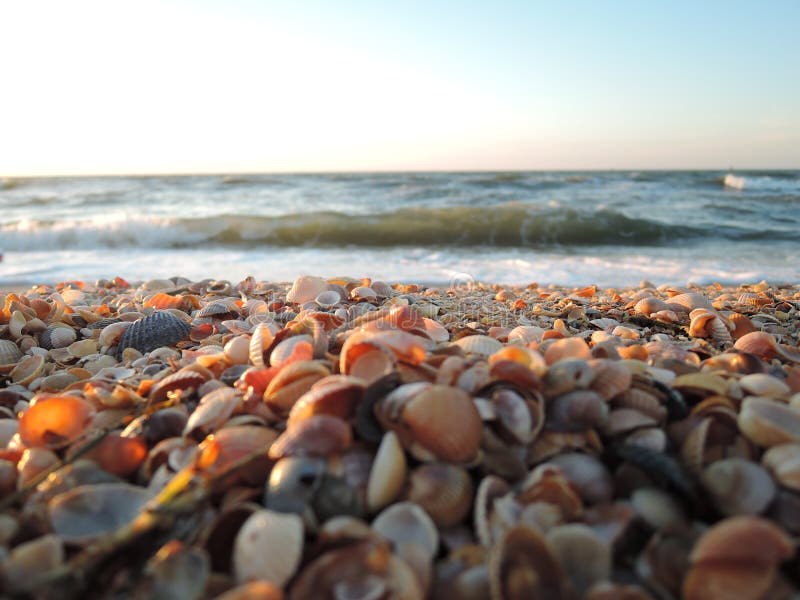 Beautiful Seashell Beach at Sunset by the Sea, Selective Focus Stock ...