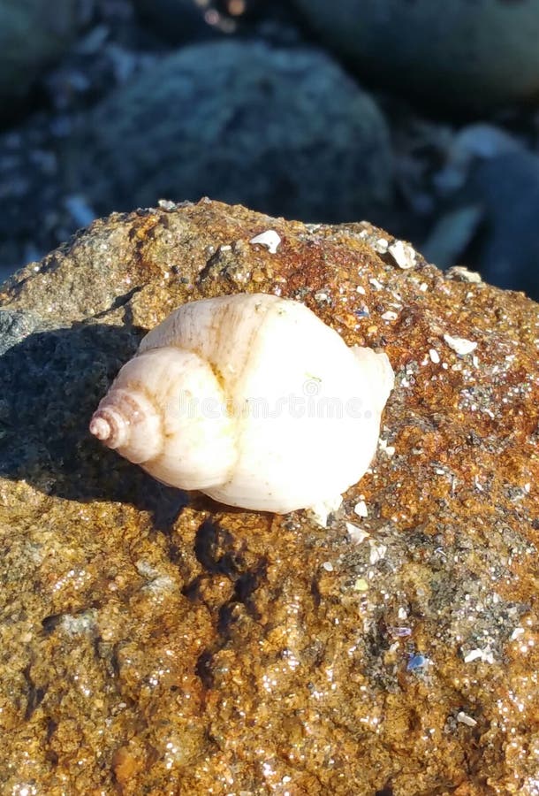 Seashell stock image. Image of beaches, sand, seashell - 50541567
