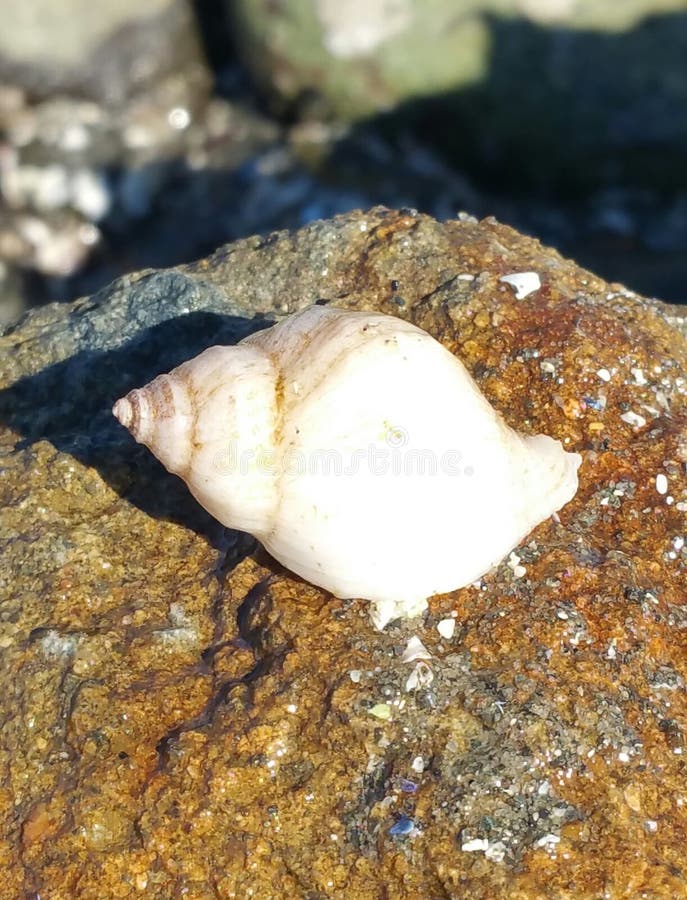 Seashell stock image. Image of beaches, sand, seashell - 50541567
