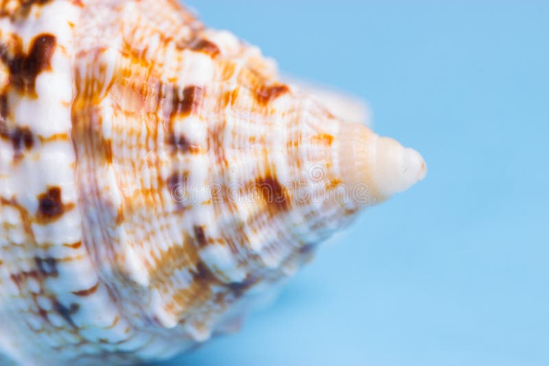 Beautiful Seashell Close Up Stock Image - Image of conch, copy: 121255183