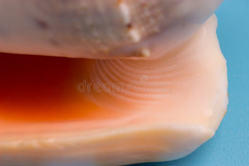 Beautiful Seashell Close Up Stock Image - Image of seafood, background ...