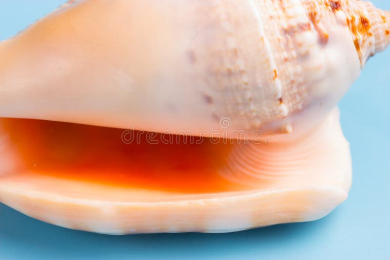 Beautiful Seashell Close Up Stock Photo - Image of escape, getaway ...