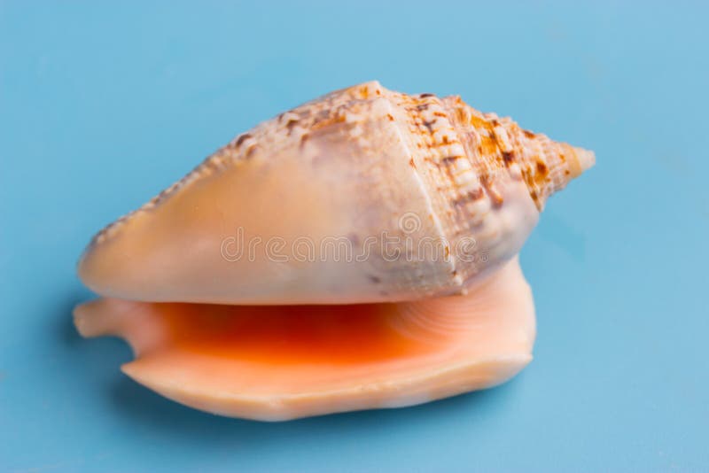 Beautiful Seashell Close Up Stock Photo - Image of oceanic, natural ...