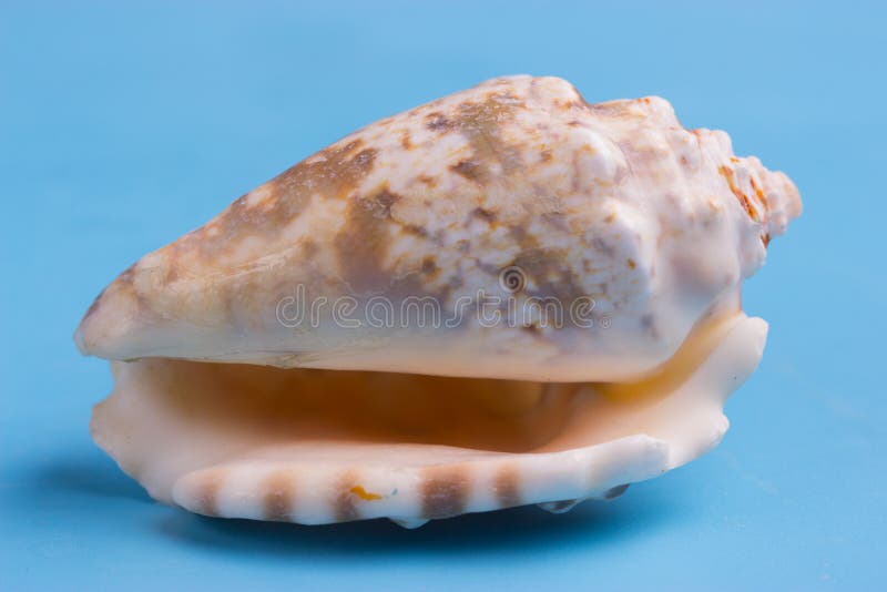 Beautiful Seashell Close Up Stock Image - Image of animal, close: 121255329