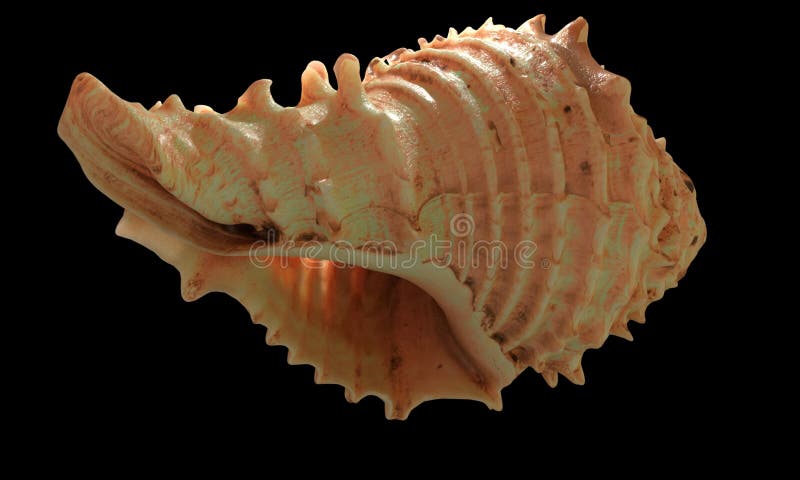 Beautiful Seashell - 3D Render Stock Illustration - Illustration of ...