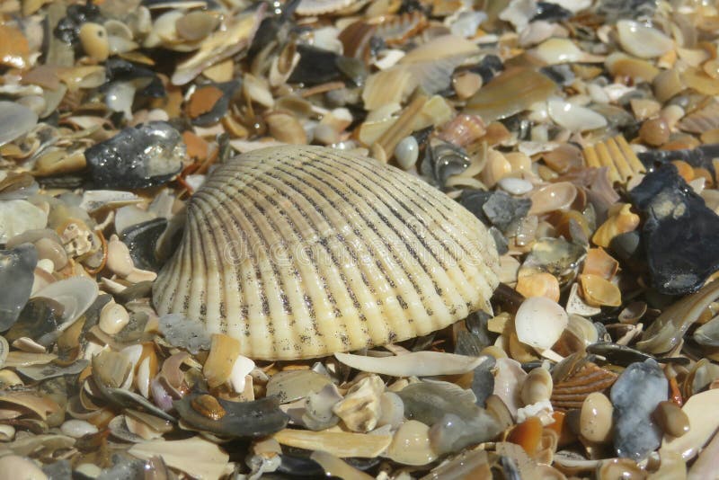 Seashells on Florida beach stock photo. Image of brown - 198489476