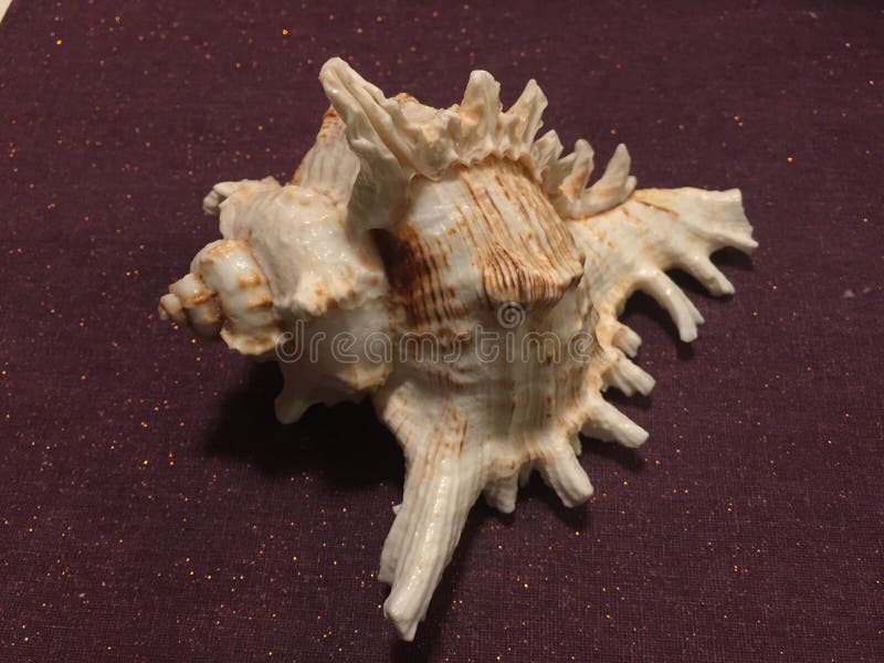 Beautiful seashell stock photo. Image of nature, suvenire - 90551270