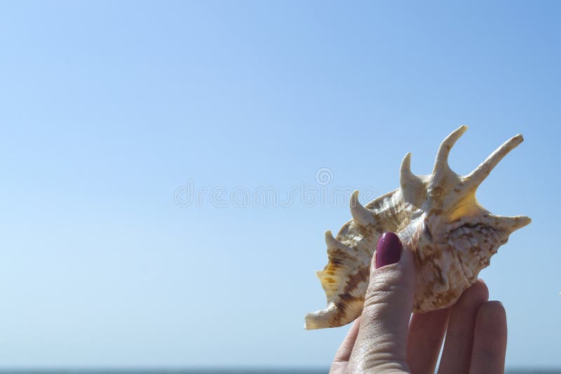 A Beautiful Seashell Sitting on a Sandy Beach while Gentle Waves Lap at ...