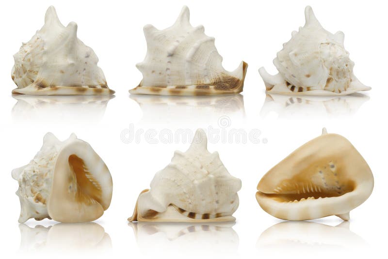 Beautiful Seashell Isolated View from Different Seashells. Stock Photo ...