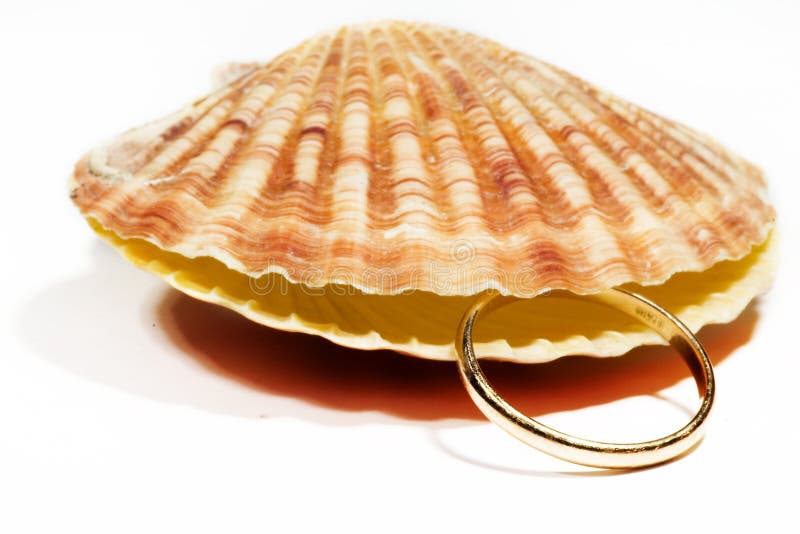 Beautiful Seashell Isolated on White Background Stock Photo - Image of ...
