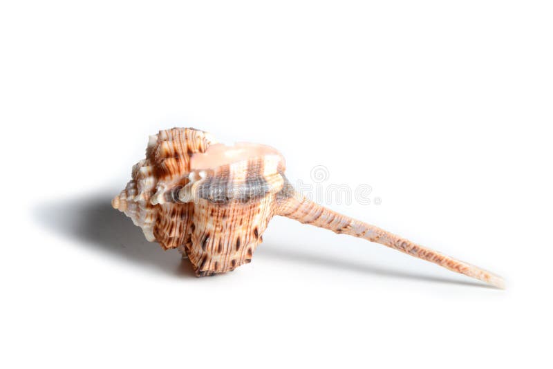 Beautiful Seashell, Isolated on White Background. Close Up, Sea Shell ...