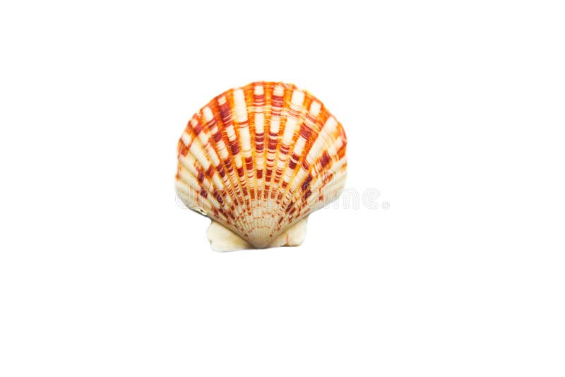 Seashell Isolated on White Background Stock Image - Image of crab ...