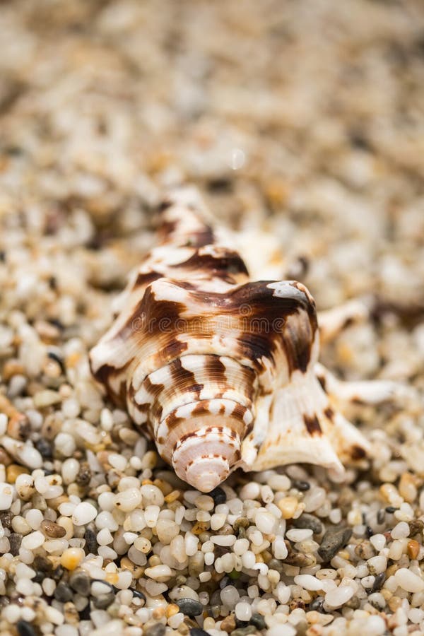 Beautiful Seashell Located on Small Pebble Stock Image - Image of ...