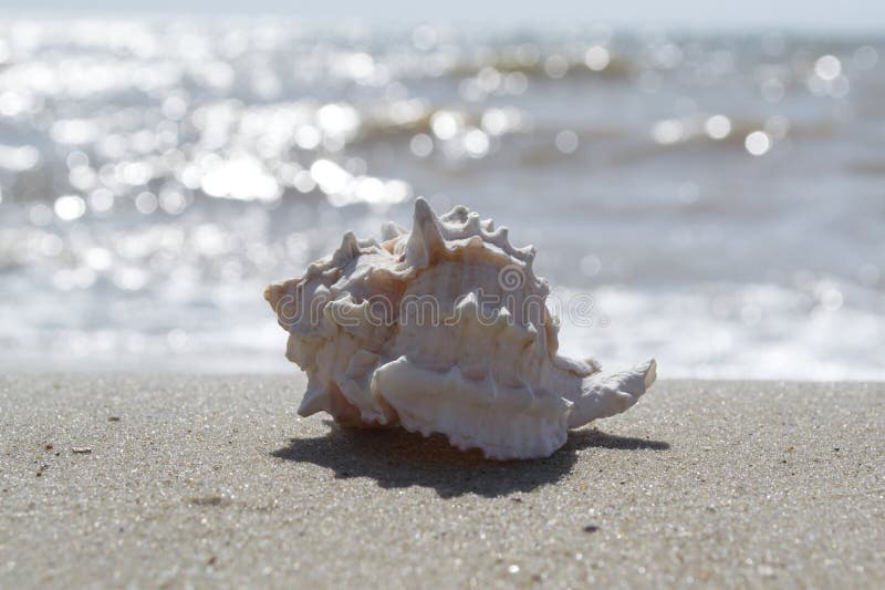 Beautiful Seashell on the Sand of the Beach Stock Photo - Image of ...