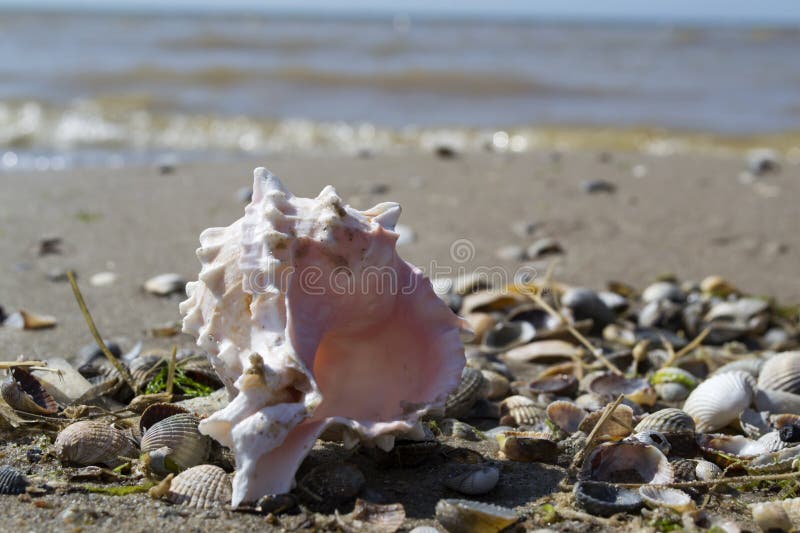 Beautiful Seashell on the Sand of the Beach Stock Image - Image of ...