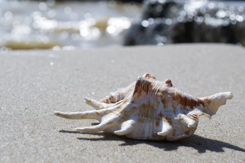 Beautiful Seashell on the Sand of the Beach Stock Photo - Image of ...