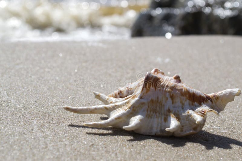Beautiful Seashell on the Sand of the Beach Stock Photo - Image of ...