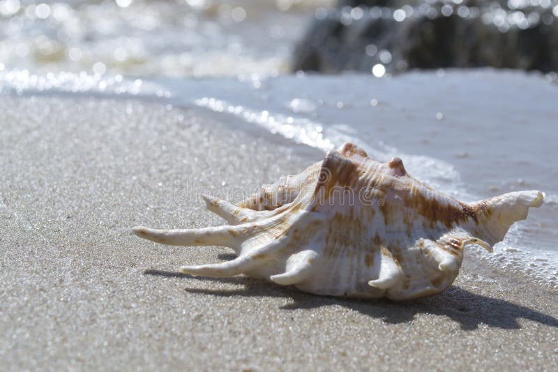 Beautiful Seashell on the Sand of the Beach Stock Image - Image of wing ...