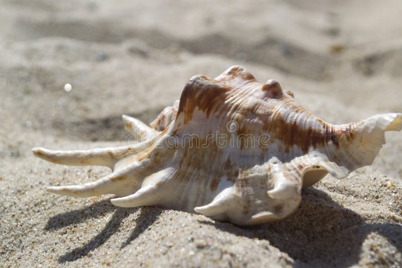 A Beautiful Seashell Sitting on a Sandy Beach while Gentle Waves Lap at the Shore Nearby Stock ...