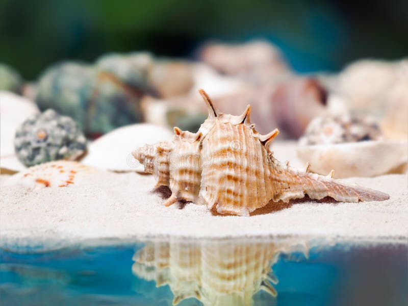 Seashell and Reflection with Ocean, Wave and Seascape Stock Photo ...