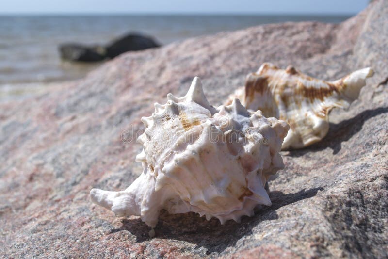 Beautiful Seashell on the Stone of the Beach Stock Image - Image of ...