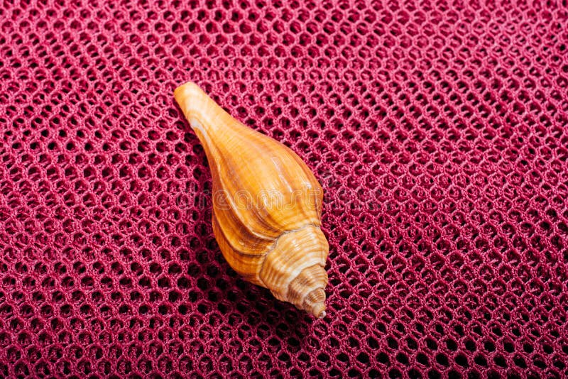 Seashell Top View on Sea Surf Edge Stock Image - Image of shell, sandy ...