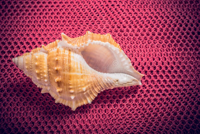 Beautiful seashell in view stock image. Image of outdoor - 156975165