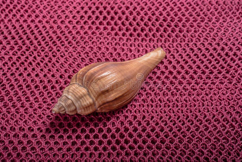 Seashell Top View on Sea Surf Edge Stock Image - Image of shell, sandy ...