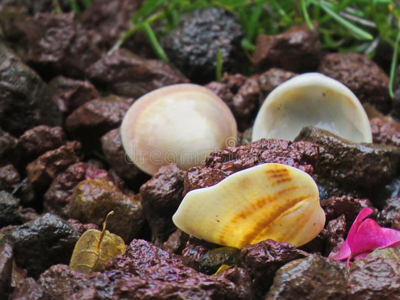 Beautiful seashells stock photo. Image of composition - 62442402