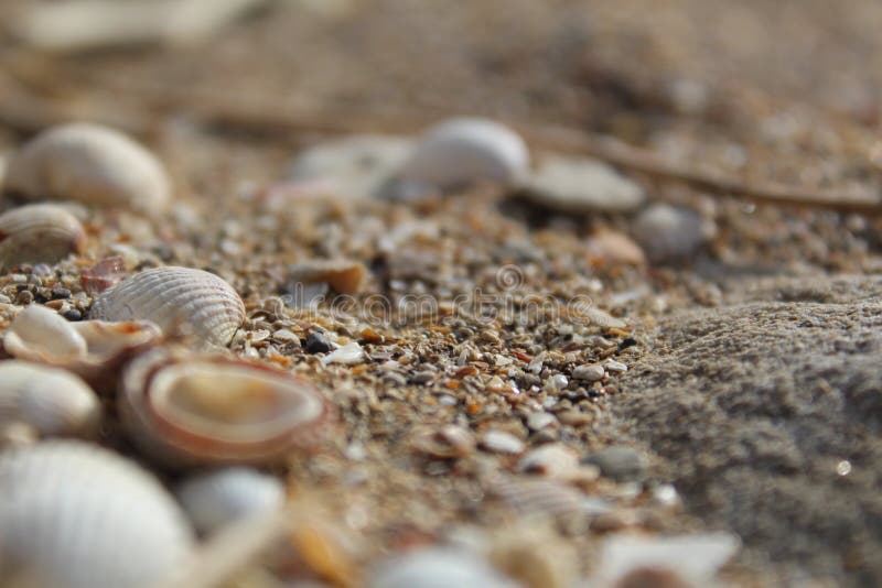 Beautiful Seashells on the Beach, on the Beach Stock Photo - Image of ...