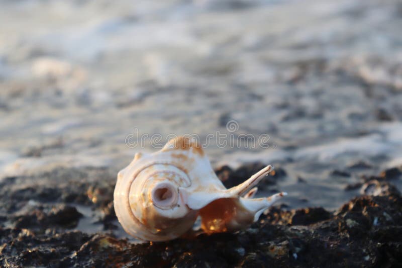 Beautiful Seashells on the Beach Side Stock Image - Image of sandy ...