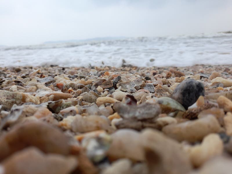 Beautiful Seashells on the Beach in Sri Lanka 1 Stock Image - Image of ...